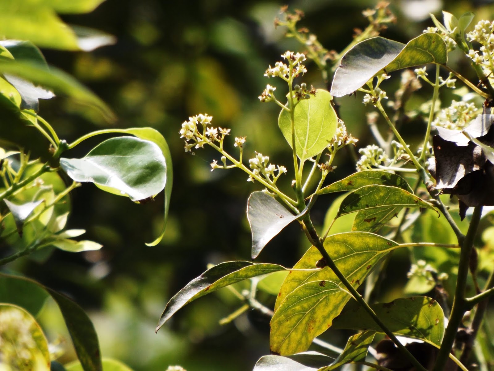 Korpur or Camphor, Cinnamomum camphora