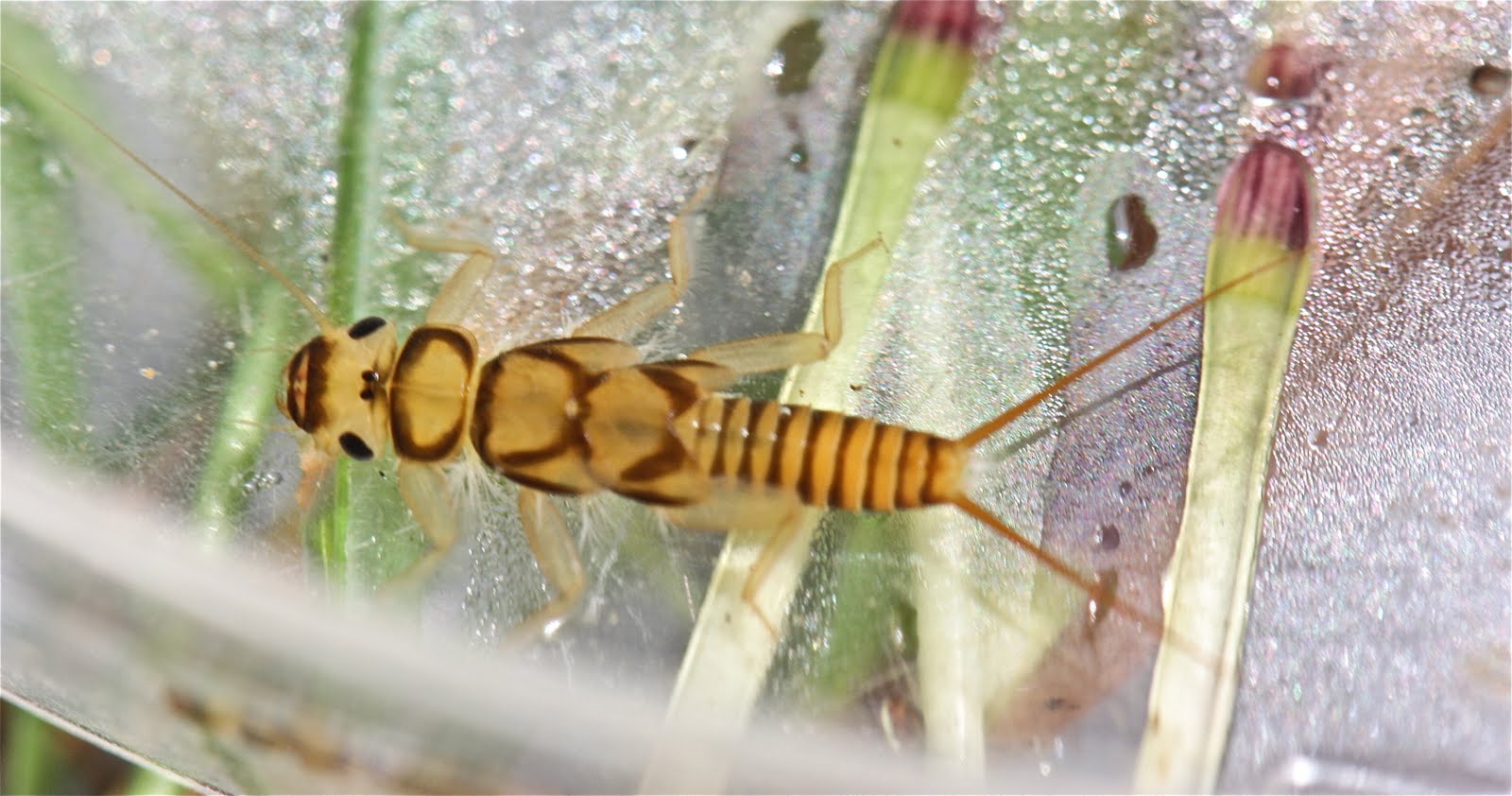 Aquatic Insects of Central Virginia: Why Are Summer Insects So Small?