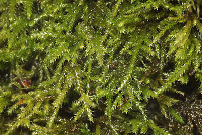 Moonmoths Photo Gallery: Brachythecium rivulare at Nant Melyn, Coedely