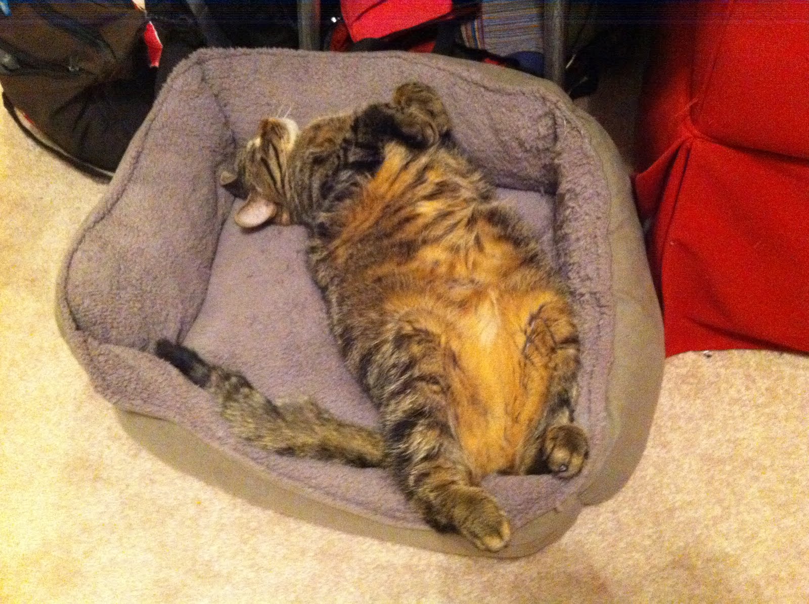 The Life and Times of Trebble the Cat: Passed Out Cold...