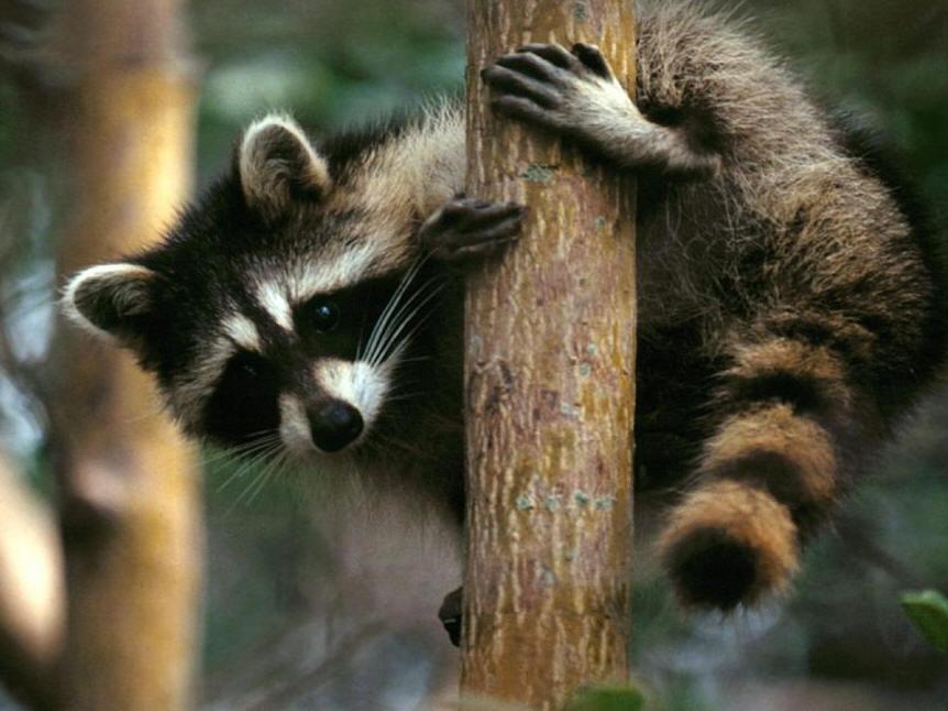 Amici animali: [Scheda] Procione