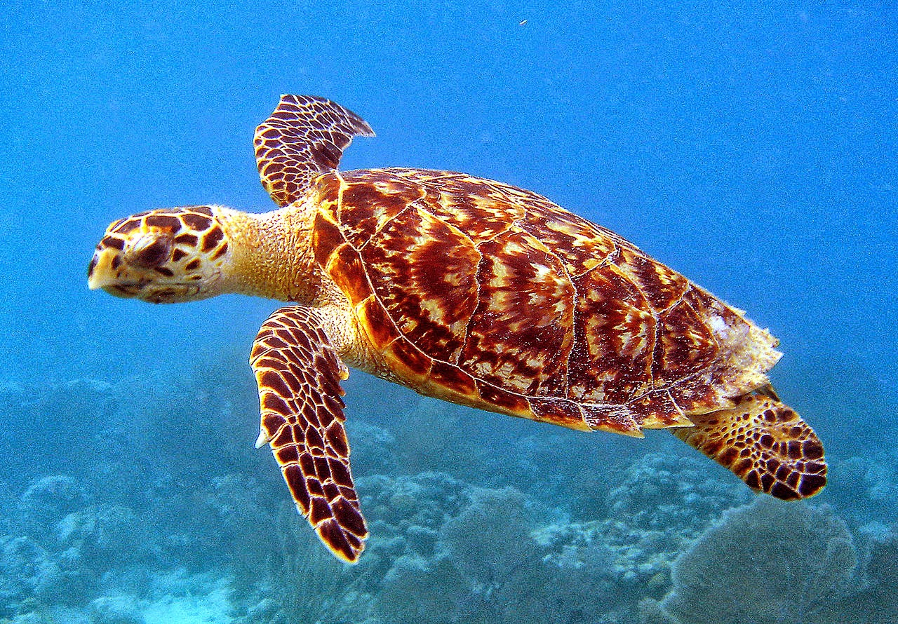 The knowledge of Medea