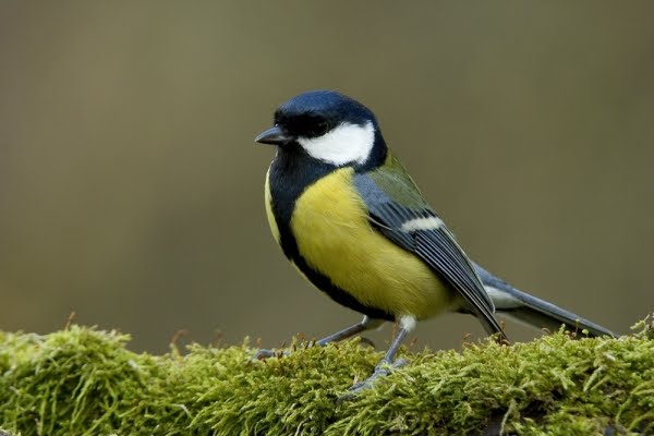Virágok, és Madarak: Cinkék