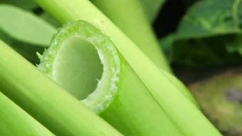 Tangkai Daun (Petiolus) ~ MUNAWI INSIDE