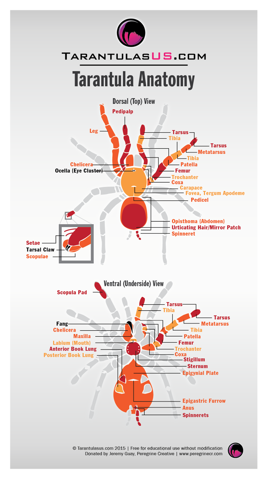 Anatomi Tarantula ~ Dunia Tarantula