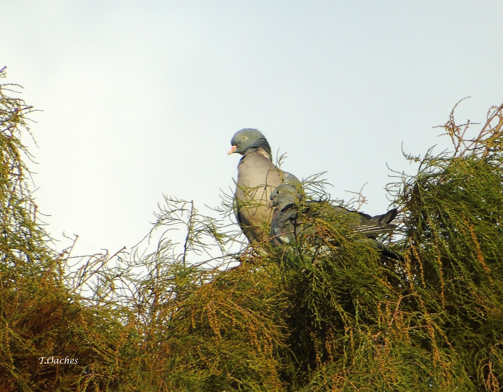 PASARI DIN ROMANIA: PORUMBEL SALBATIC GULERAT, Columba palumbus