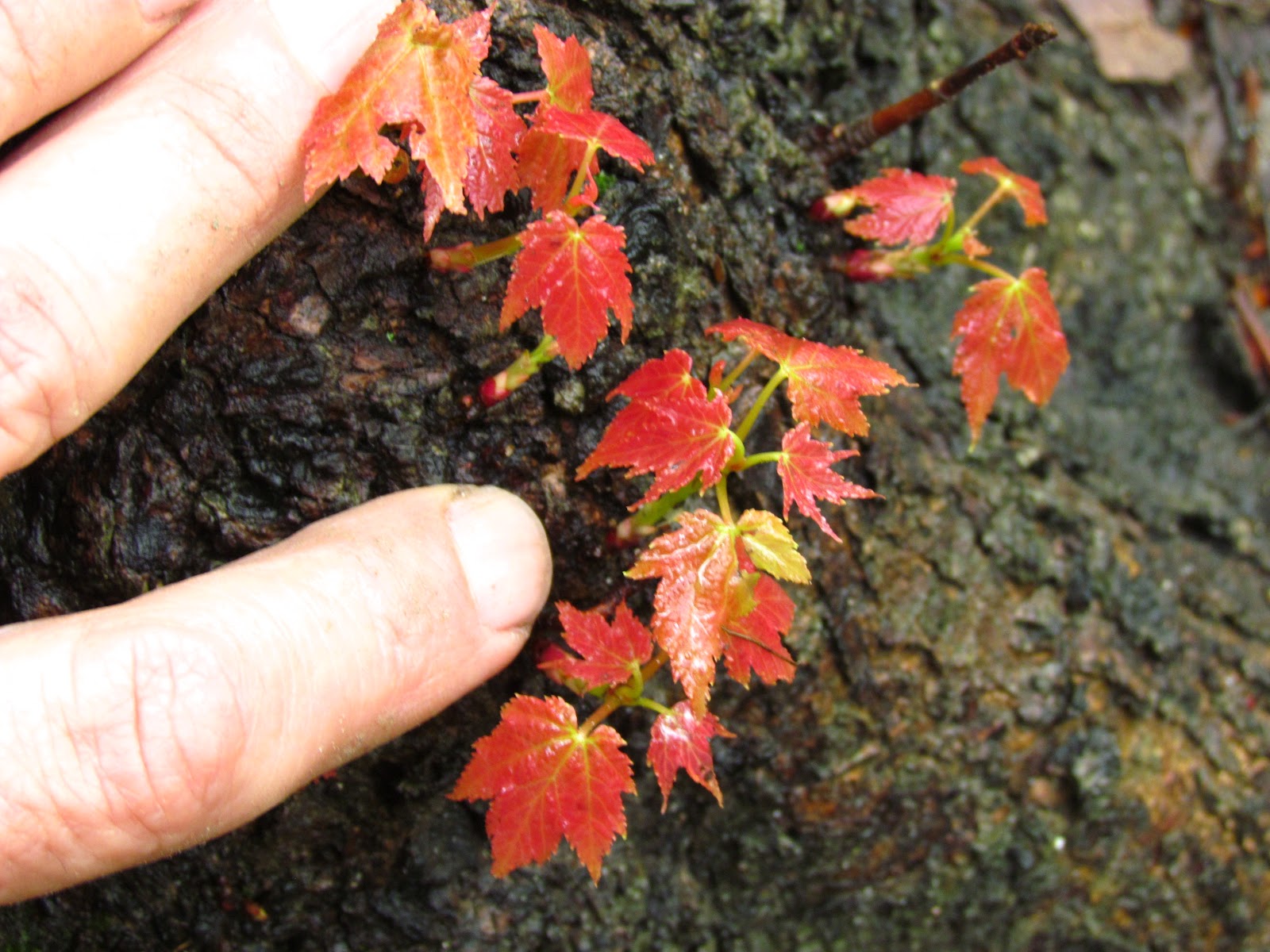 The Oakland Press Blogs: Earth's Almanac: Moose Tree Nature Preserve ...