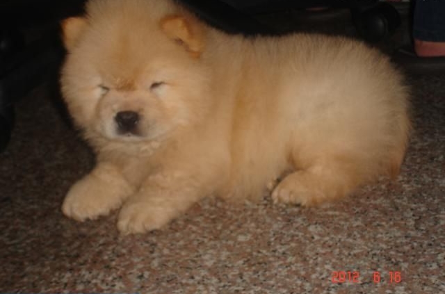 pet catalog: Cream Chow Puppies