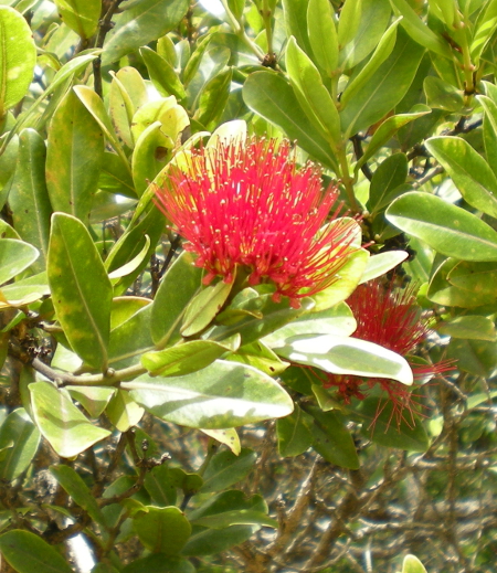 Kauai Fine Art by Marionette Taboniar: Wild Flowers of Kokee and Waimea ...