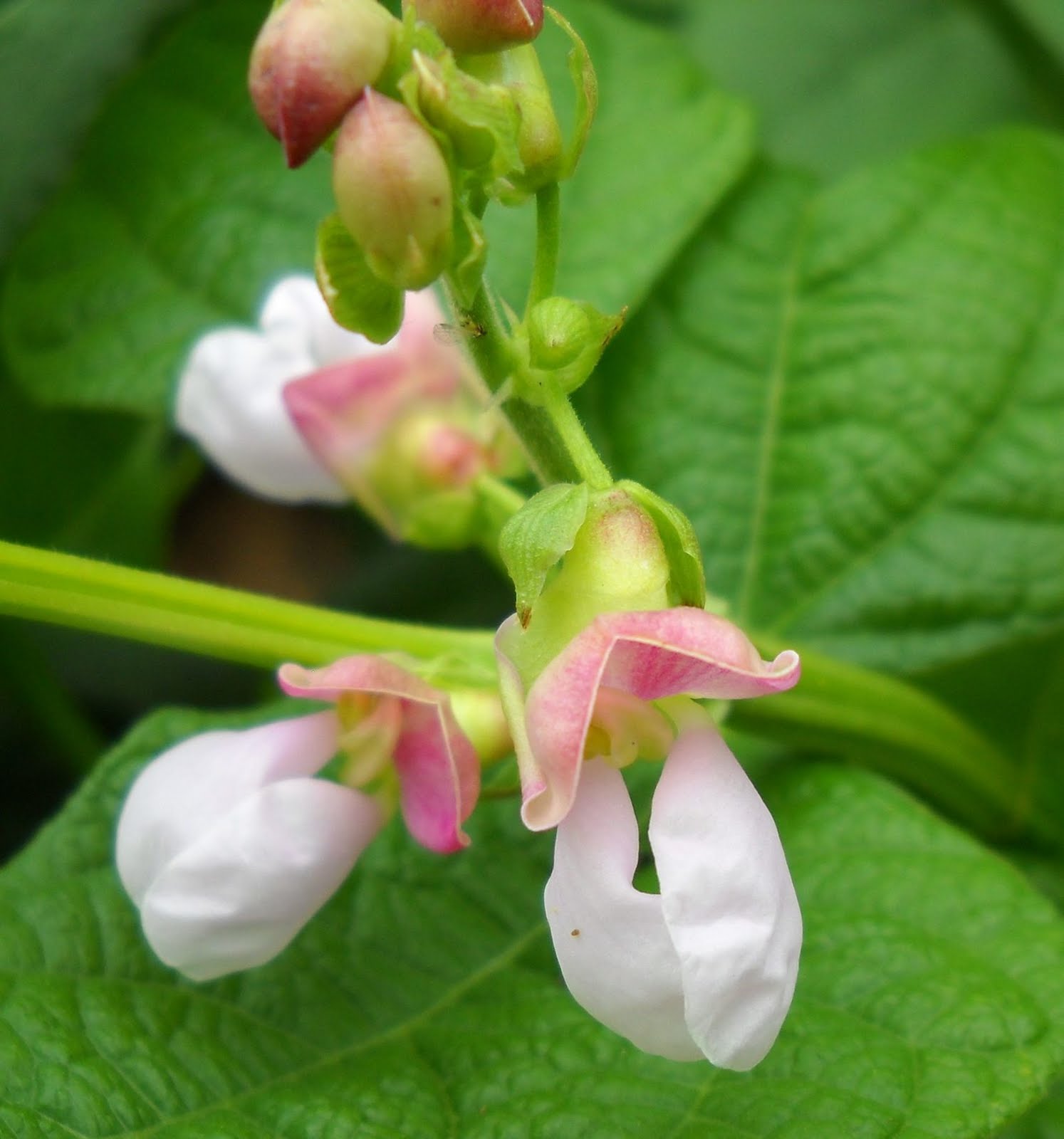 Burger Please; Hold the Soy.: Thinking Ahead