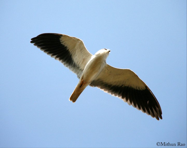 Mithun: Bird Photography