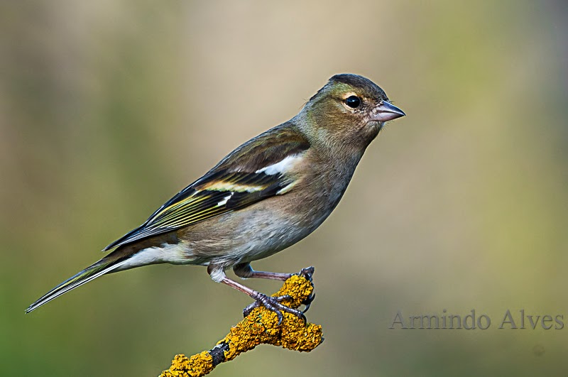 TERRA VIVA: TENTILHÃO