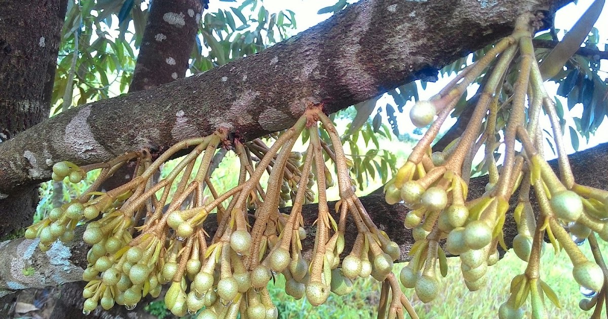 KOMCINTA ( Komunitas Cinta Tanaman ): BAGAIMANA MENJARANGKAN BUNGA DURIAN?