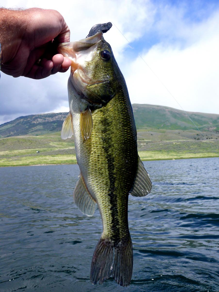 I Caught You a Delicious Bass
