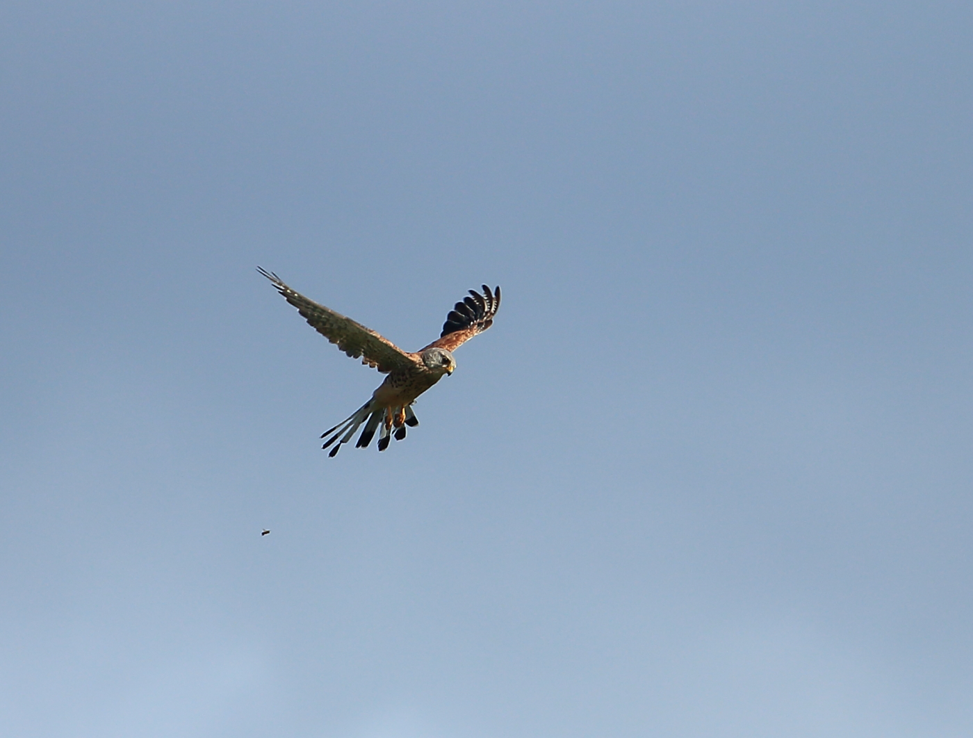 Passion-Apiculture. Le blog de l'Abeille Pat: Le faucon crécerelle en vol