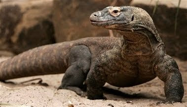 Liza @ Adzriel AB: Biawak dan mengkarung bersimpul