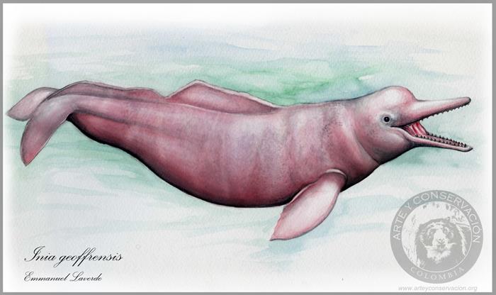 Arte y Conservación Journal: inia geoffrensis (Delfín rosado)