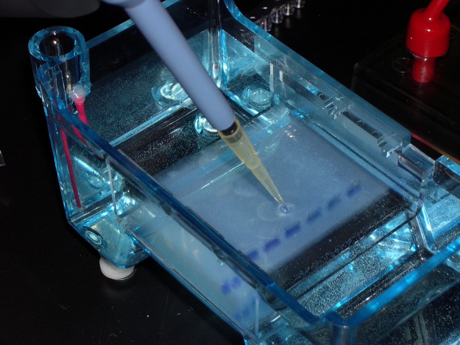 Bronxville Science Department: Core Biology Students Gel ...