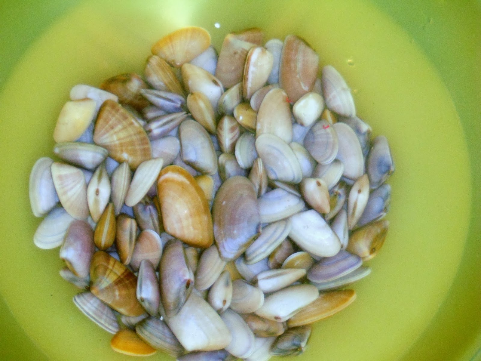 La familia en la cocina: Tallarinas abiertas a la plancha con su ajito ...