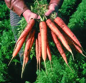 Crop Cultivation: Carrot (Daucus Carota)