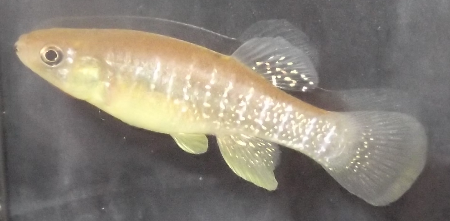 2012 Fish Big Year: Third Beach Minnow Aquarium