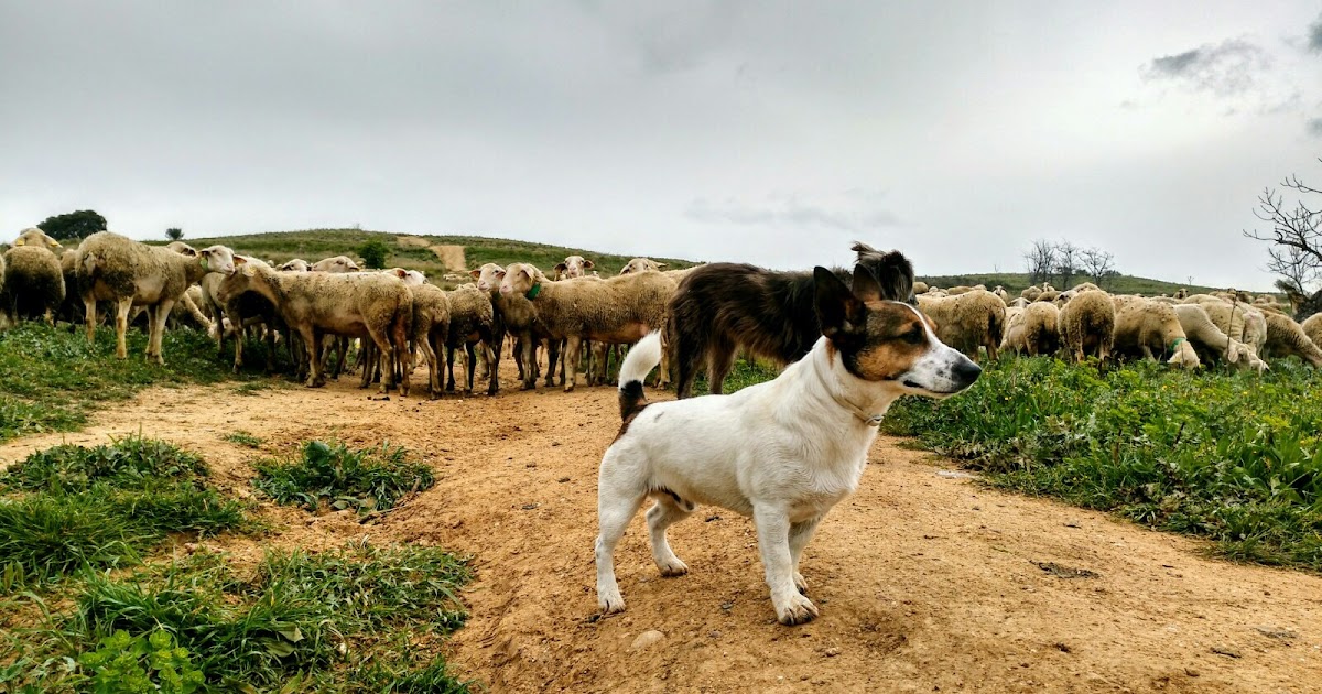 Walter was here: Estoy aprendiendo a pastorear