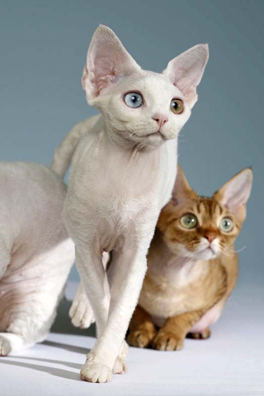 Devon Rex Cat Breed Picture | Picture Record