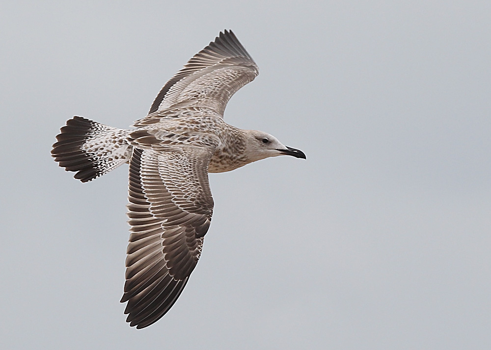 Richard Smith - Birdwatching Days Out: CASPIAN GULL, juvenile ...