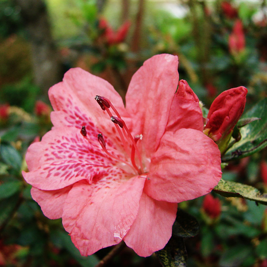 Flower Photos: Azaleas bloom in spring