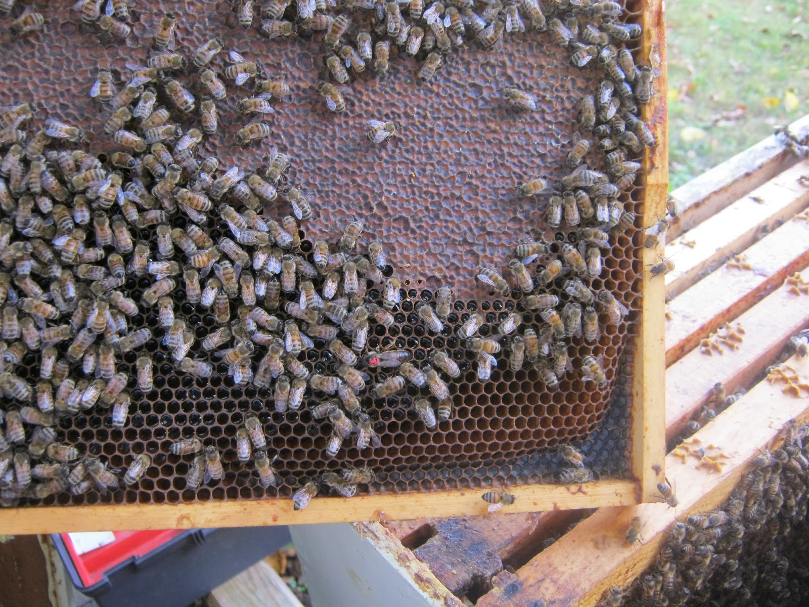 Steven's Bees: Bee Meeting and Inspection - 9-21-2013