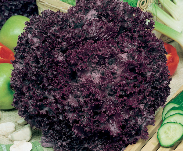 Alface Roxa, Salada mais Atraente e Nutritiva