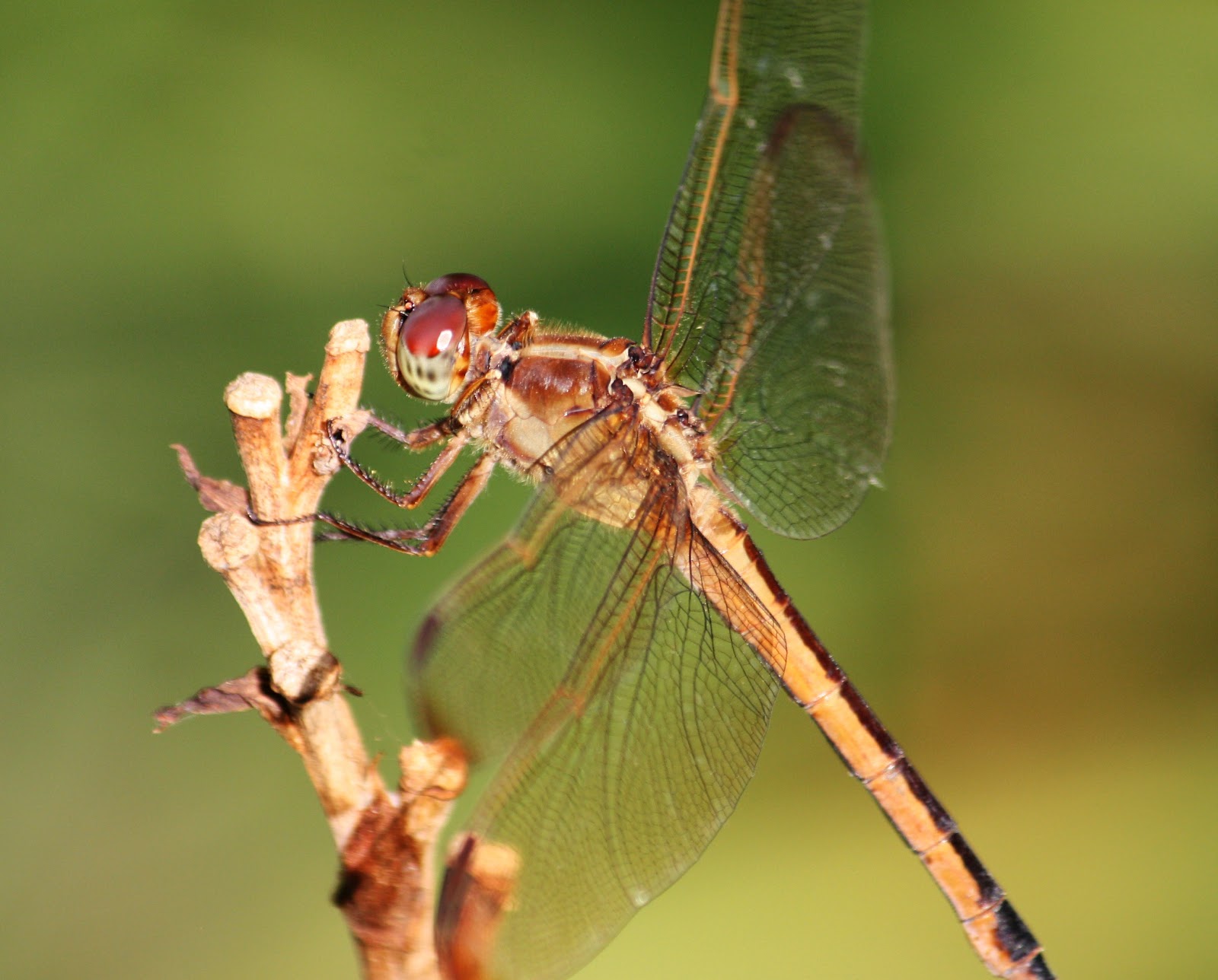 Round The Bend: I've Been Dragon Hunting