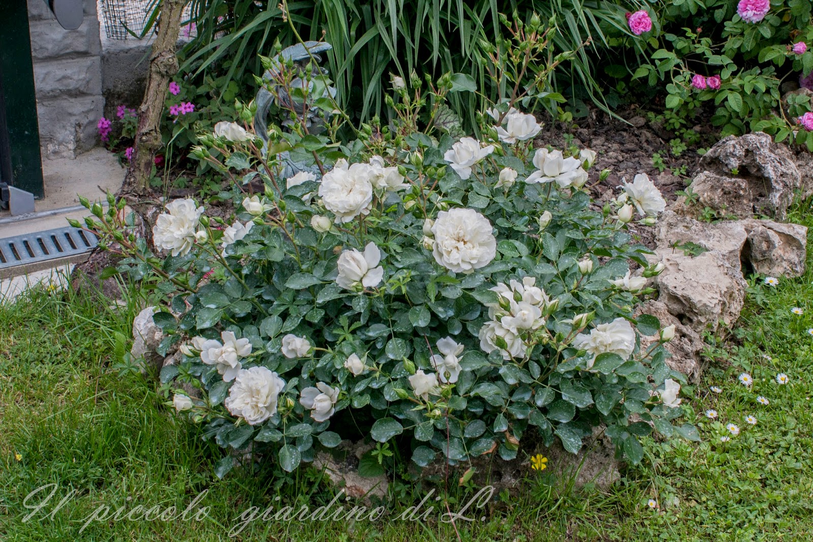 Il piccolo giardino di L.: La perfetta rosa tappezzante: White Meidiland