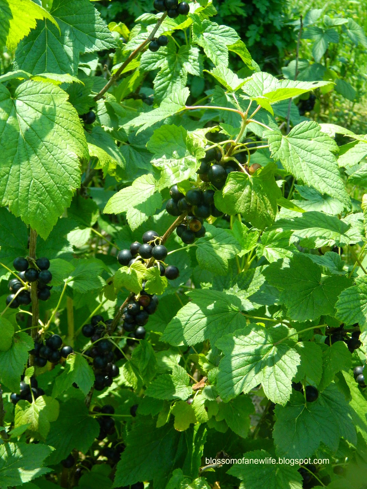 Coacaze. Valoarea Nutritivă şi Proprietăţi Terapeutice