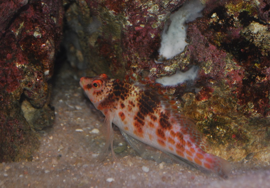 ZOOTOGRAFIANDO (6.057 ANIMALS): PEZ HALCÓN ENANO / DWARF HAWKFISH ...
