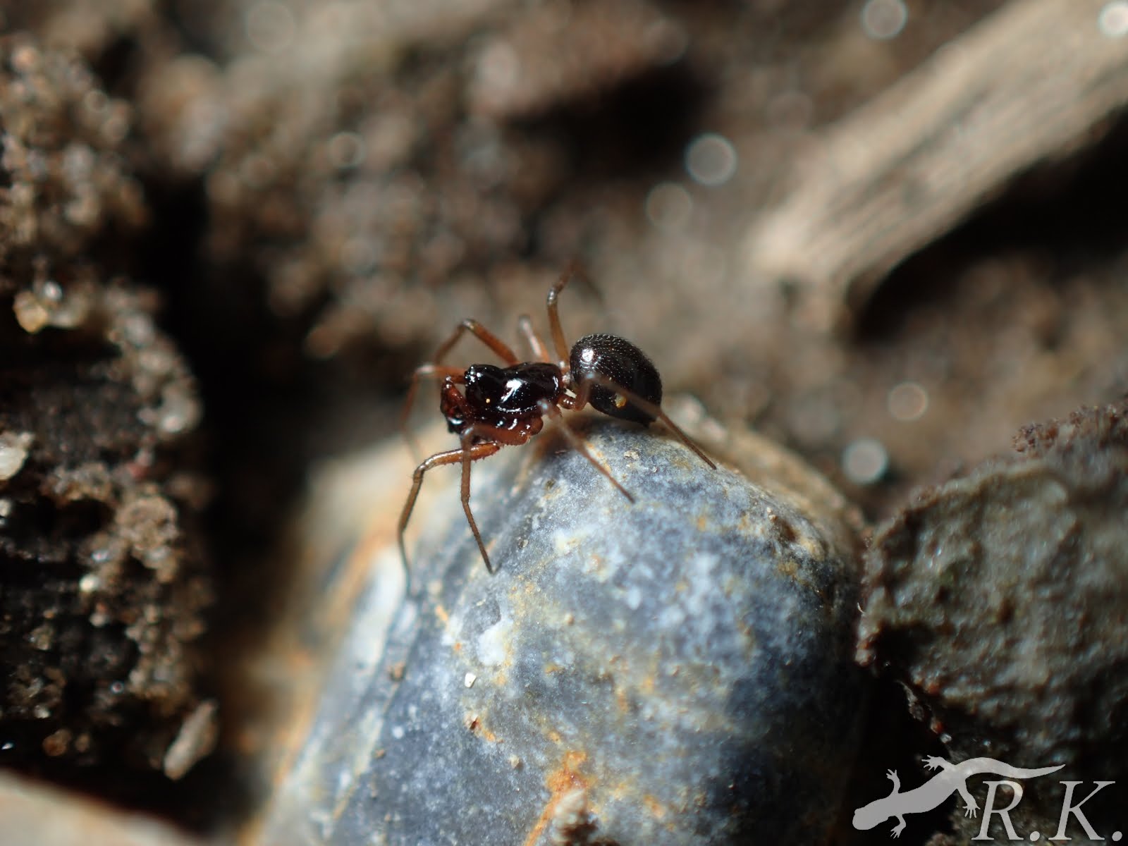 小さな隣人たちの世界: ノコギリヒザグモ Erigone prominens Bösenberg & Strand, 1906