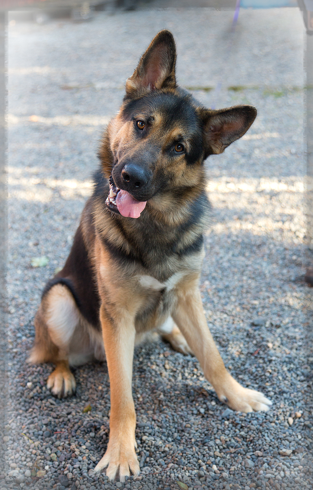 Shelter Dogs of Portland: "KUMA" German Shepherd - a whole lotta Dog!