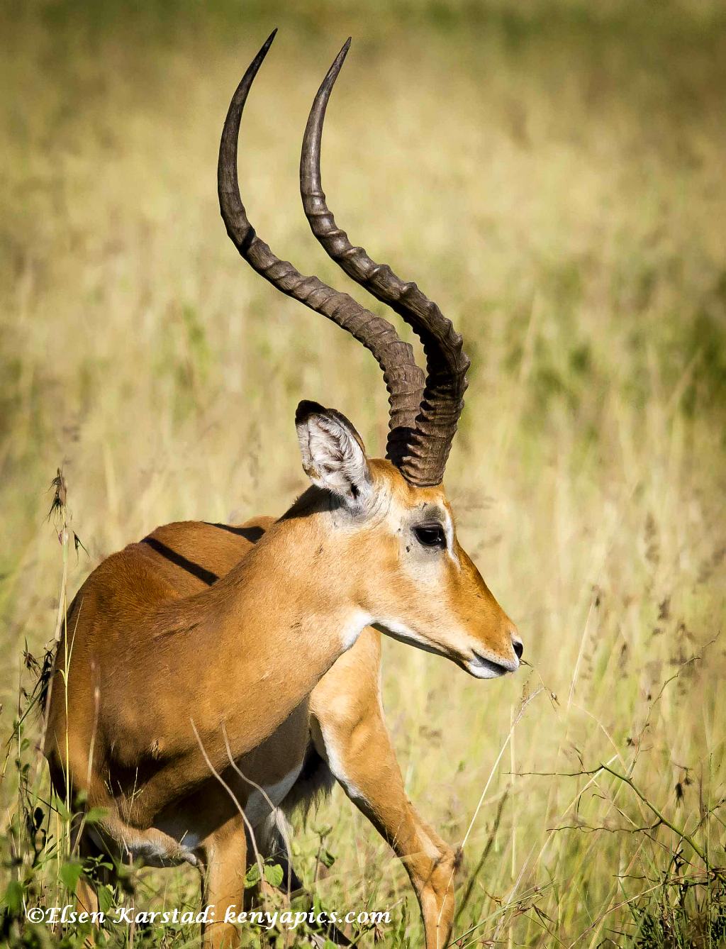 Elsen Karstad's 'Pic-A-Day Kenya': Male Impala- Nairobi National Park