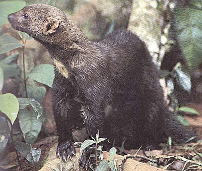 La selva más hermosa del mundo Fauna y Flora del TIPNIS ~ IMAGENES ...