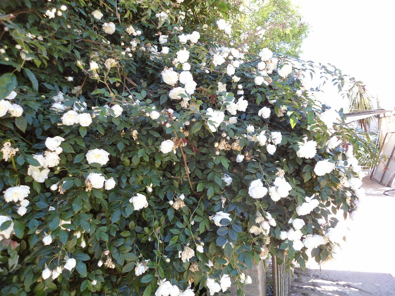 Terra Nostra: ROSA ALBERIC BARBIER - Rosa wichuraiana x 'Shirley Hibbard'