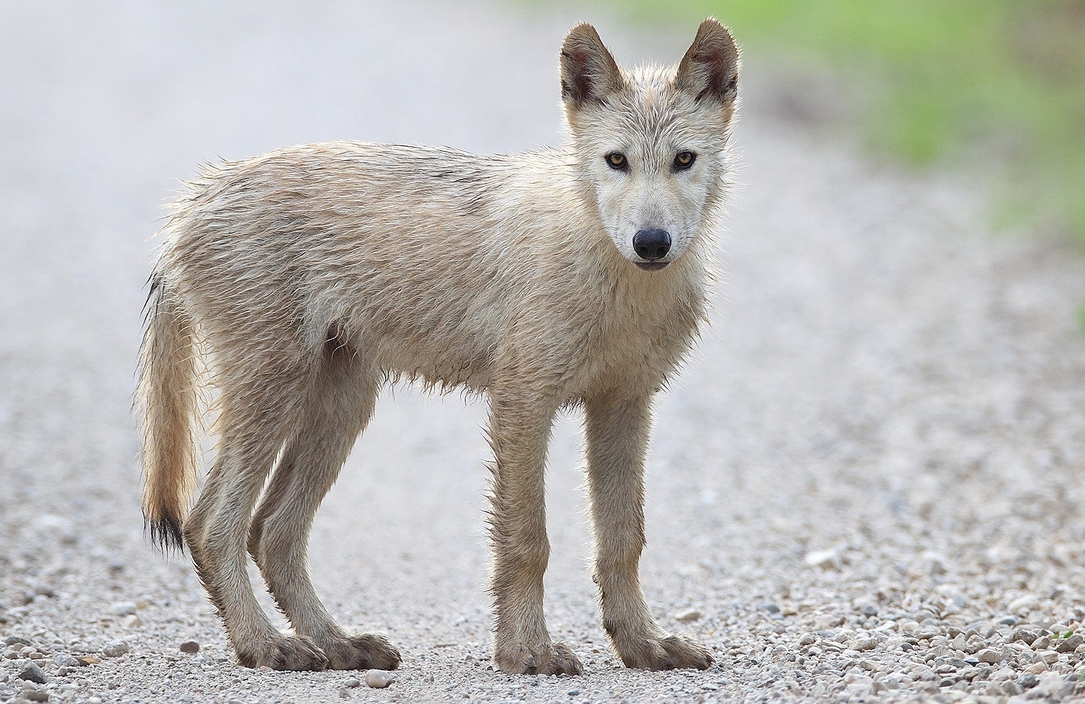 White Wolf : Canadian Photographer Captures Treasures of the Boreal ...