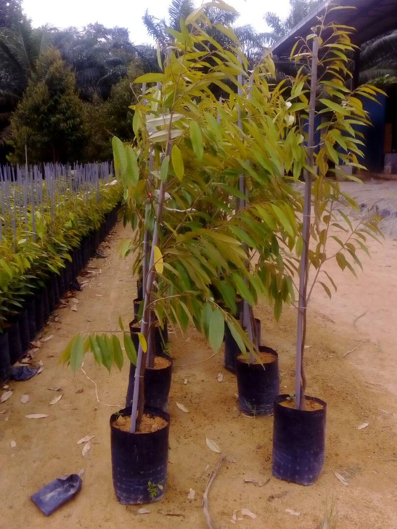 DURIANS: Advance Planting Materials on Durians (APM)