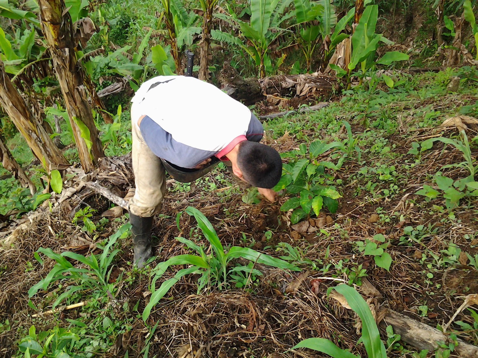 explotación agropecuaria san francisco: diciembre 2012