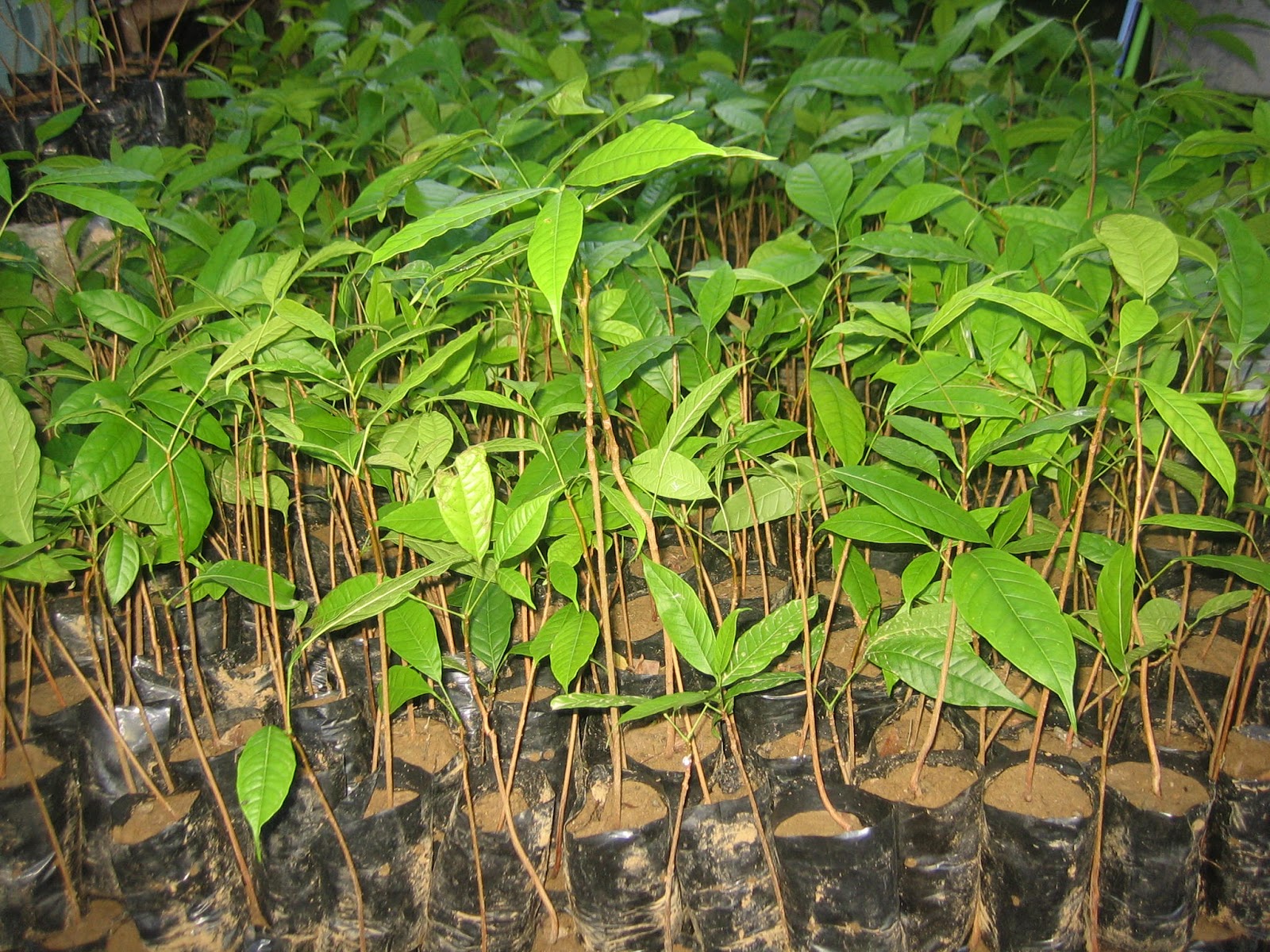 molave tree - philippin news collections