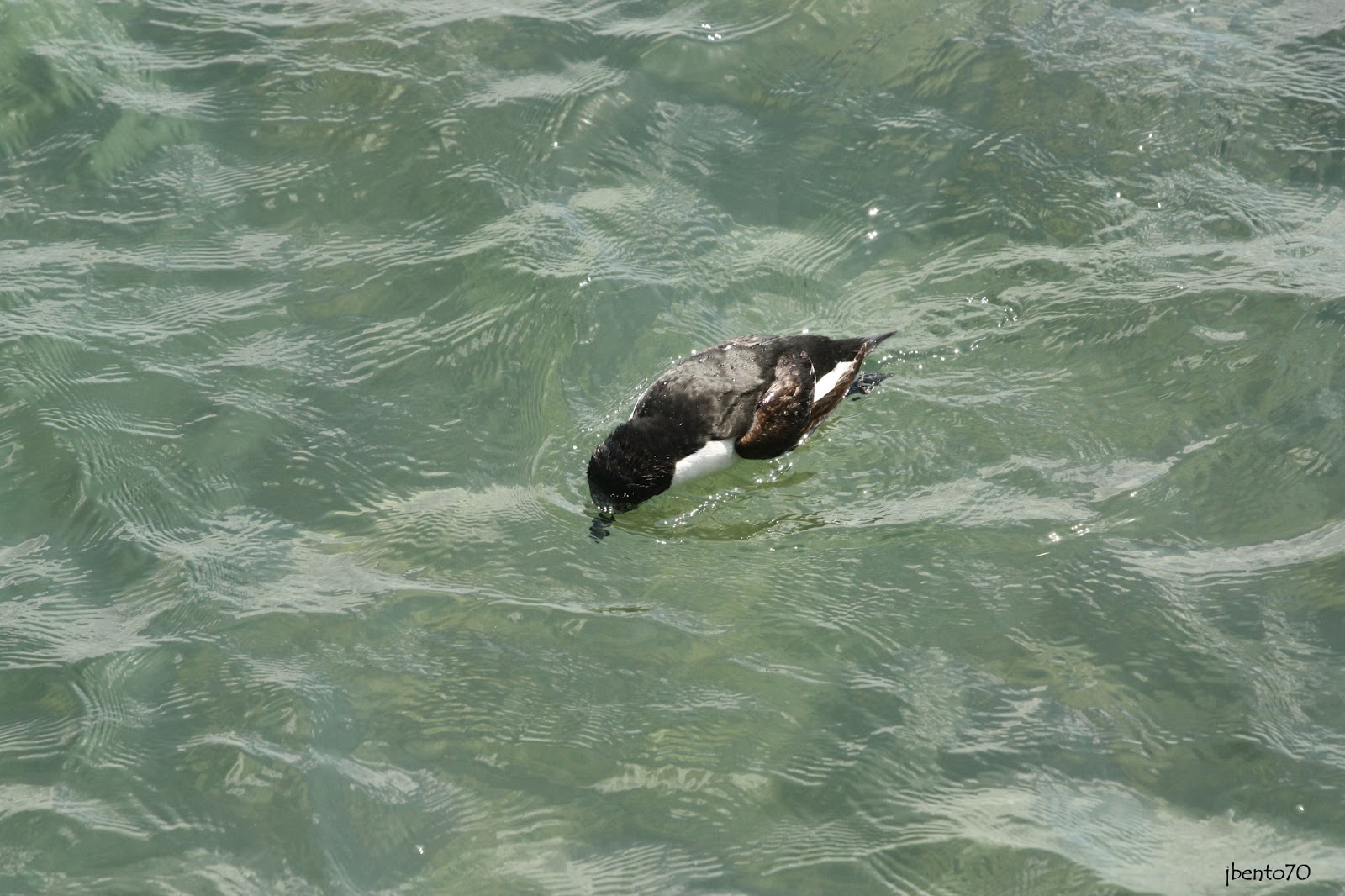 Birding Cascais: Segunda observação da Torda-mergulheira / Razorbill ...