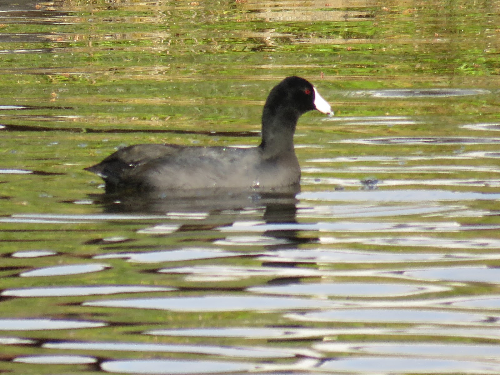 Bird & Travel Photos, Birding Sites, Bird Information: COMMON GALLINULE ...