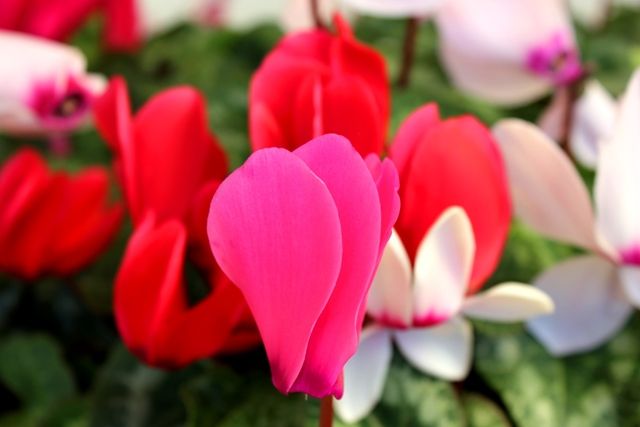 Ciclames: dicas para ter, cuidar e amar - Jardim Design