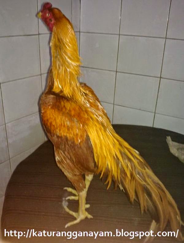 10 Warna Bulu Ayam Laga Berkelas