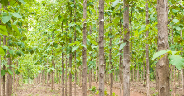 22+ Gambar Pohon Jati Mas, Koleksi Cemerlang!