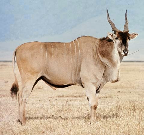 Eland Taurotragus Oryx Animals | Facts & Interesting Pictures | All ...